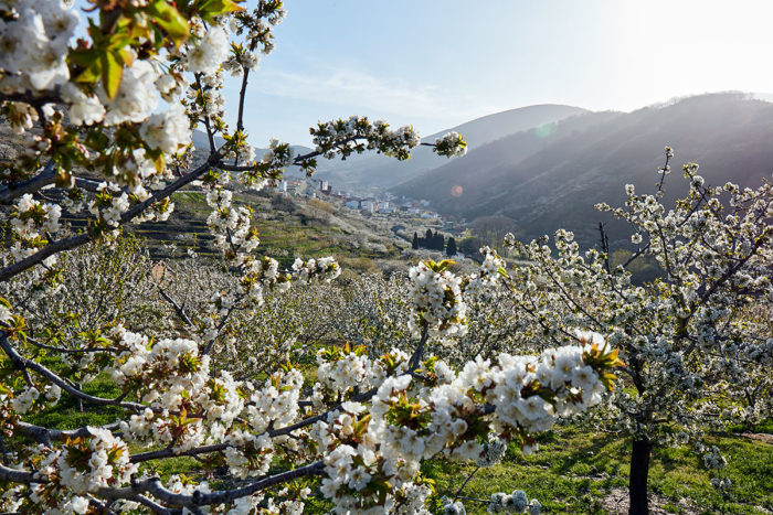 Spring in Spain | Plans in Spain | Just Explore